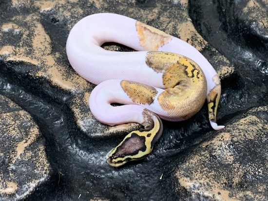 Killer Pied Ball Python by Carolina Reptiles