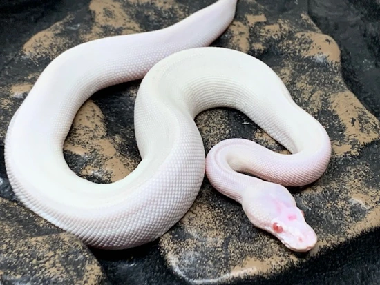 Cherry Bomb Ball Python by Carolina Reptiles
