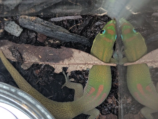 * GROUP OF 3* Gold Dust Day Geckos by Evolve Exotics