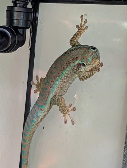 Phelsuma Borbonica Day Gecko by Evolve Exotics