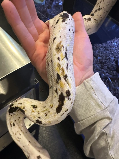 GC Cow Reticulated Python by CampHouse