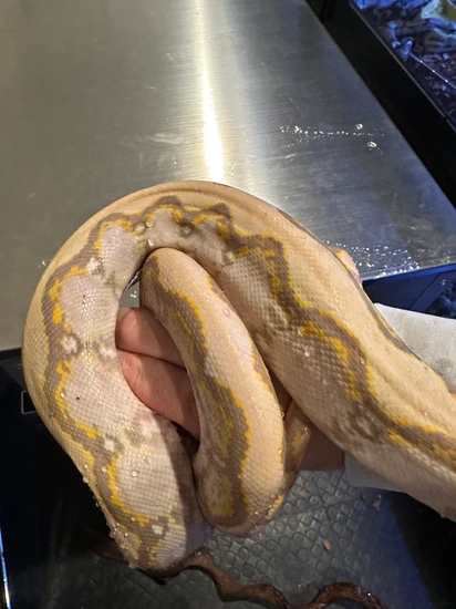 Renick Ghost Reticulated Python by CampHouse