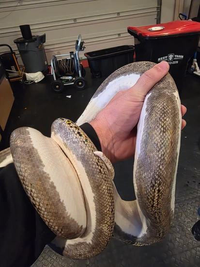 Platinum Pied Reticulated Python by CampHouse
