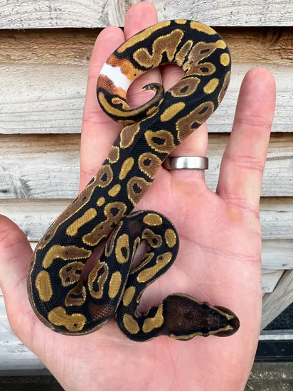 Asphalt Het Pied Ball Python by Neighbours Constrictors 13