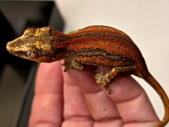 Bicolor 7 Stripe Gargoyle Gecko by Southern Gurl Exotics