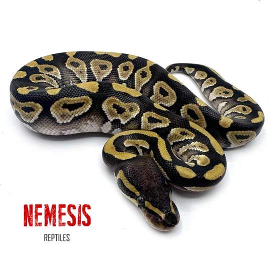 Mystic Ball Python by Nemesis Reptiles