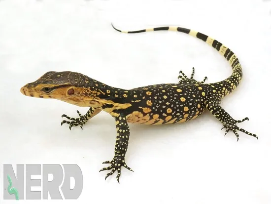 CBB NERD X Hypo Celebensis Poss. Het Sulpher Water Monitors by NERD
