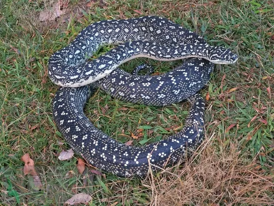 Sub-Adult PAIR Of Stardust Line PURE Diamond Carpet Python by NERD
