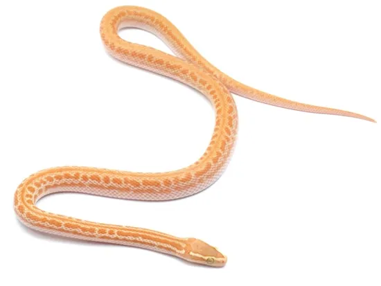 Red Albino House Snake by NERD