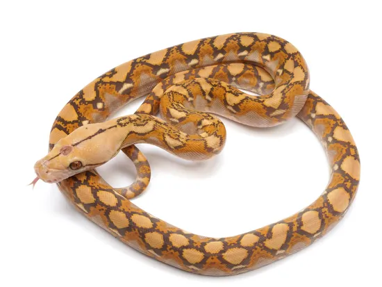 Mochino Granite Back Reticulated Python by NERD