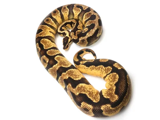 Pastel Enchi Bald + Ball Python by NERD