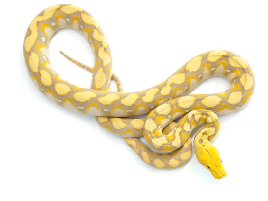 Lavender Citrus Reticulated Python by NERD