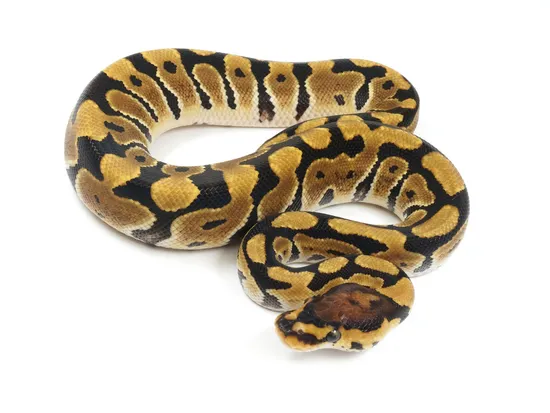 Crypton Ball Python by NERD