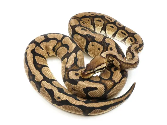 Pastel Red Stripe Ball Python by NERD