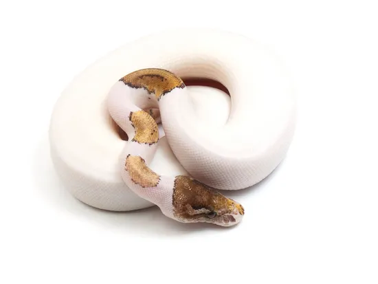 Pinto Pied Possible Het Clown Ball Python by NERD