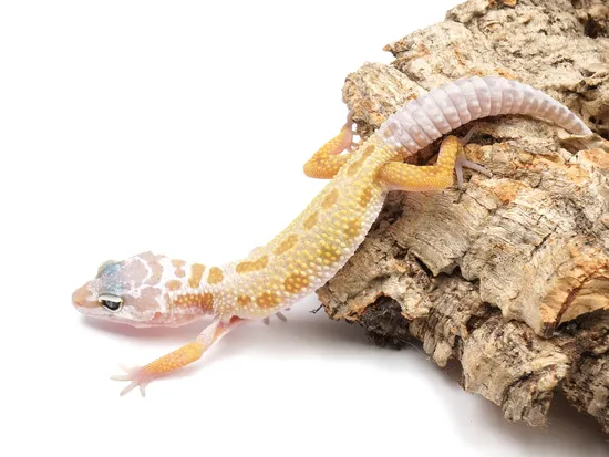 Leucistic Leopard Gecko by NERD