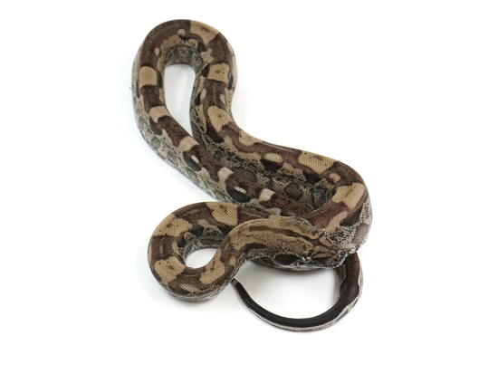 Anerythristic IMG Boa Constrictor by NERD