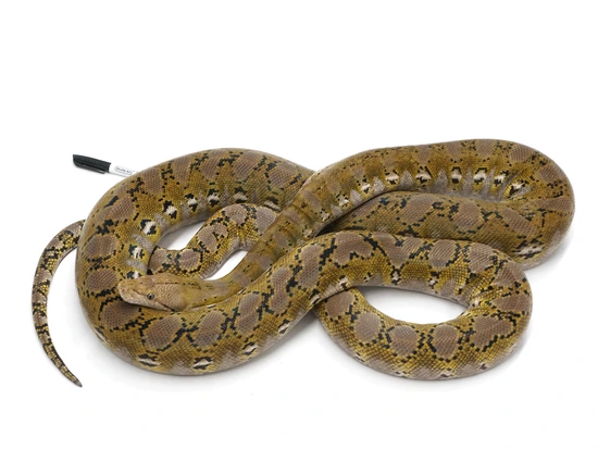 Super Dwarf Platinum Het Anerythristic - Kayuadi X Jampea Reticulated ...