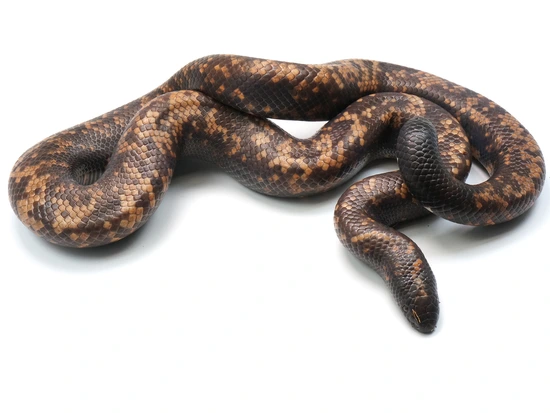 Calabar Burrowing Python Dumeril's Boa by NERD