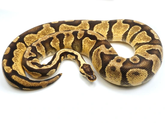 Pastel Enchi Bald Ball Python by NERD