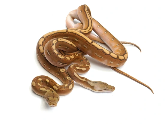 Orange Ghost Stripe From Calico Moo's Clutch Reticulated Python by NERD