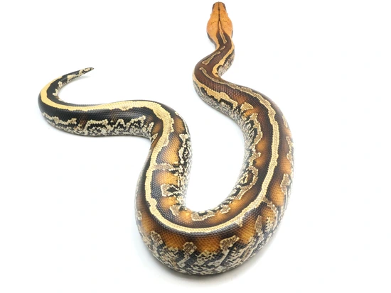 Marble Blood Python by NERD
