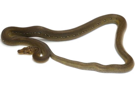 Golden Child Het Orange Ghost Stripe From Calico Reticulated Python by NERD