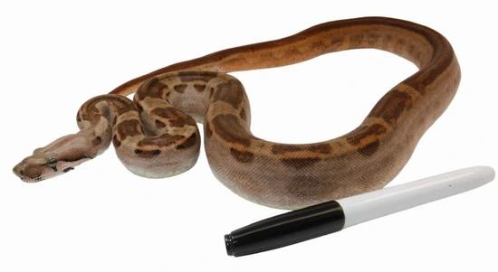 Hypo Motley Jungle Het Khal Albino Boa Constrictor by NERD