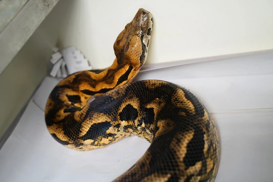 Monster Female Breeder Madagascar Ground Boa - Just Gorgeous! Boa ...