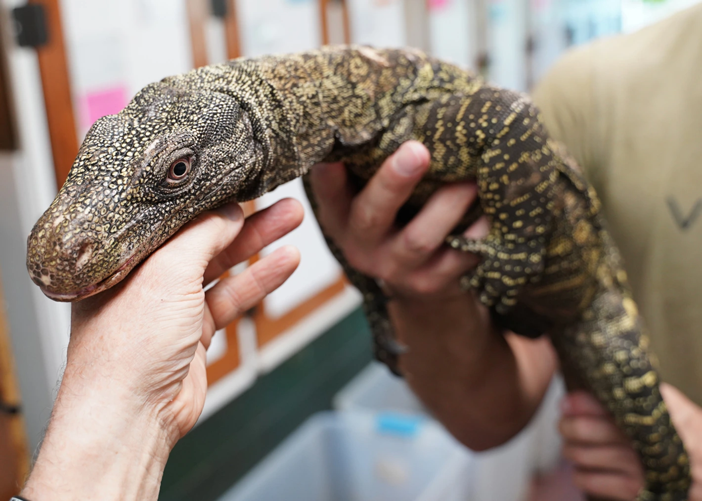 SALE! Display Educational CBB Male Adult Crocodile Monitor - TAME by NERD
