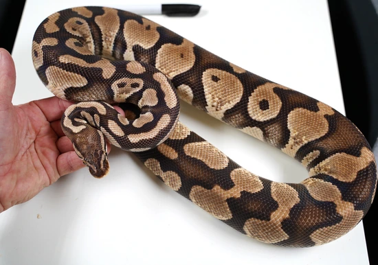 Breeder Female Pastel Jungle Het Candy Albino Ball Python by NERD