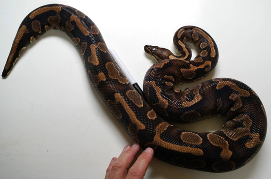 Breeder Female Yellow Belly Poss Het Candy Albino Ball Python by NERD