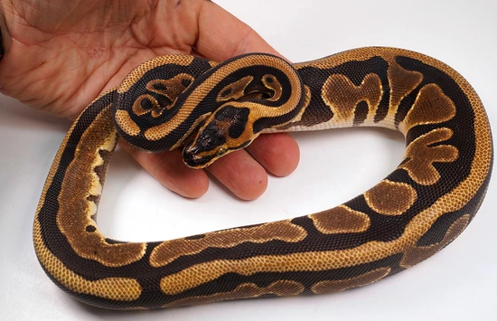 Enchi Gravel/YellowBelly Scaleless Head Ball Python by NERD