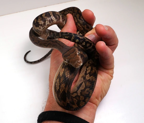 Southern Scrub (Merauke) Python - Also Very Friendly Scrub Python by NERD