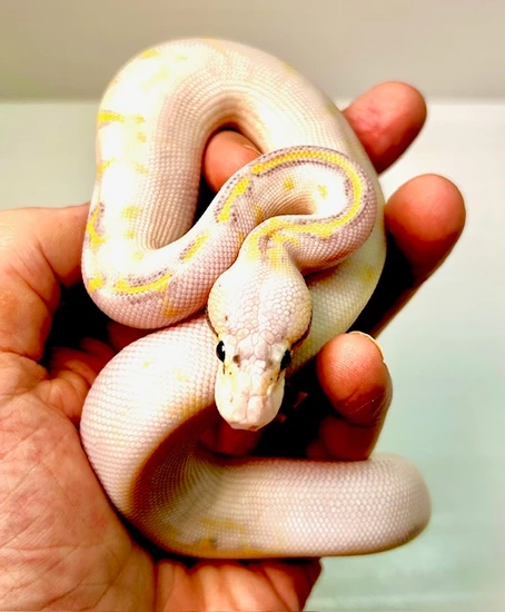 Male Pastel Highway Enchi ++ Ball Python by NERD