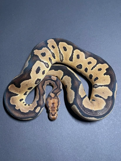 Clown DH DG/TSK Axanthic Ball Python by Rounded by Reptiles