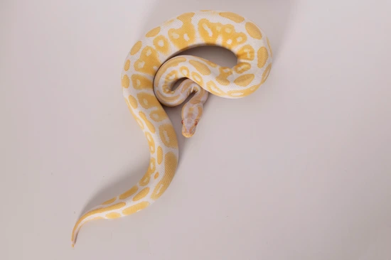 FREEN SHIPPING Albino YB Ball Python by Ben Huitt