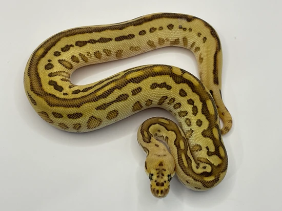 Lesser Fire Batman Ball Python by Ben Huitt