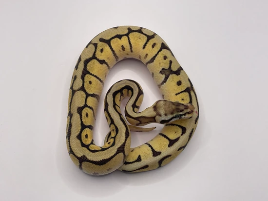 Mojave Spider Ball Python by Ben Huitt