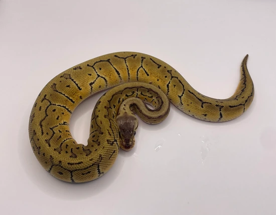 Pastel Enchi Pinstripe Ball Python by Ben Huitt