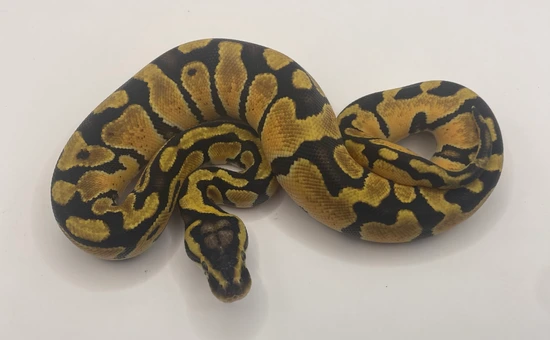Pastel Enchi 50% Het Clown Ball Python by Ben Huitt
