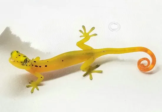 Polillo Gecko More Gecko by New Moon Reptiles, LLC