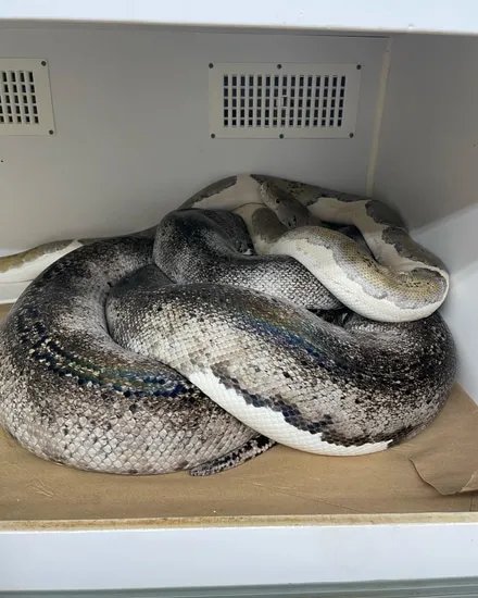 Pied Pos Het Albino Reticulated Python by New Shed Serpents