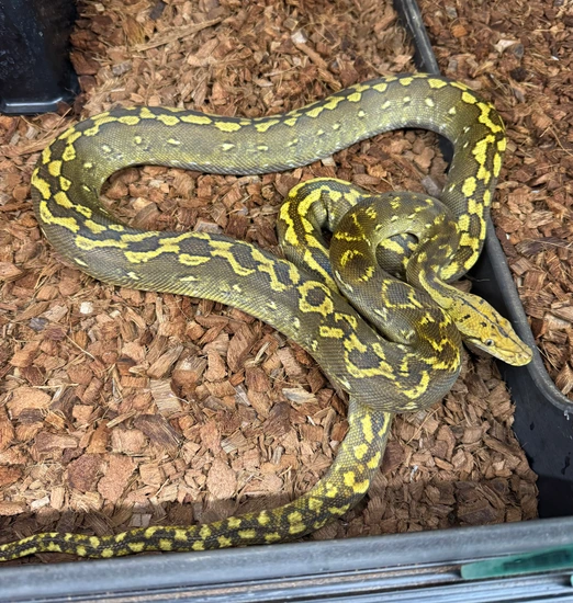 Phantom Marble 50% Selayer 12.5%sd Reticulated Python by New Shed Serpents