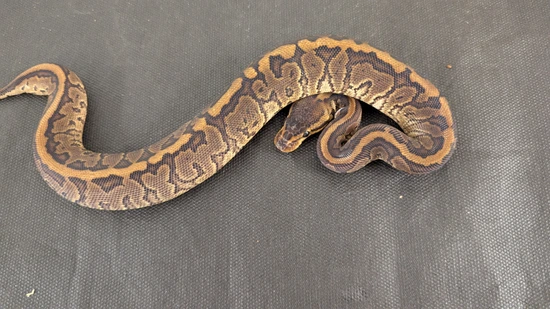 Lavender Albino Axanthic Poss Enchi Ball Python by New Venture Ball Pythons