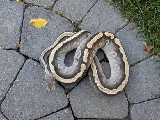 GHI Cypress Phantom Het Clown Ball Python by Next Morph Reptiles