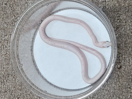 Palmetto (Slight Bug Eyes) Corn Snake by Major Reptiles