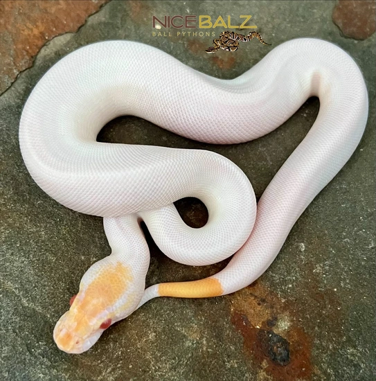 Albino Pinto Pied Ball Python by Nicebalz Snakes