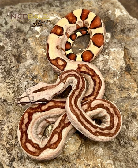 Marron Jungle Boa Constrictor by Nicebalz Snakes