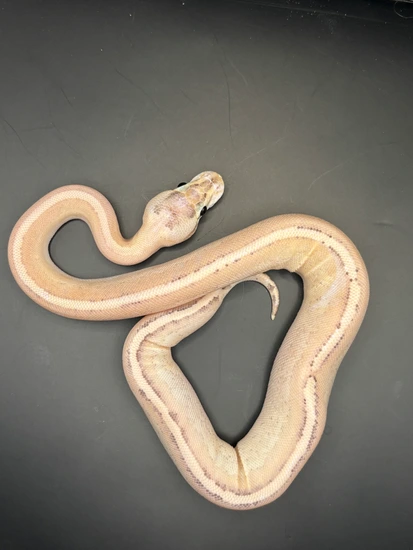 Pastel Puma Ball Python by Nice Guy Reptiles